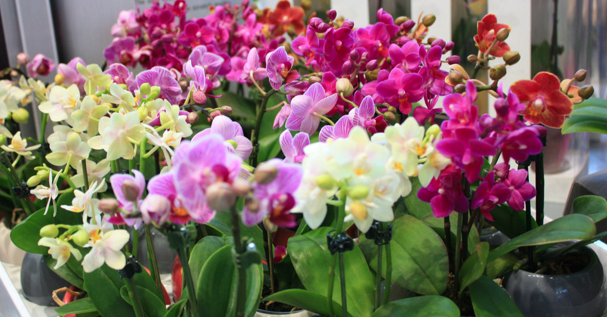 Mini Orchids: 5 Easy Tips on Caring for your Mini Orchid – Stand With ...